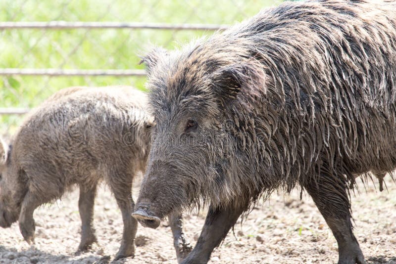 Wild Boar in a Park on the Nature Stock Image - Image of danger, risk ...