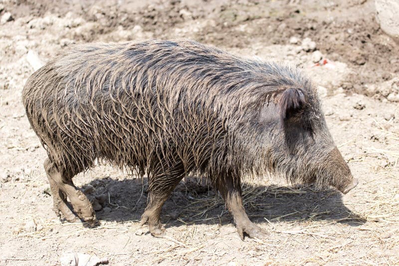 Wild Boar in a Park on the Nature Stock Image - Image of beast, snout ...