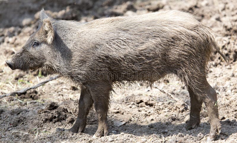 Wild Boar in a Park on the Nature Stock Photo - Image of predatory ...