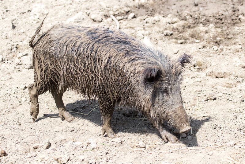 Wild Boar in a Park on the Nature Stock Photo - Image of light, male ...