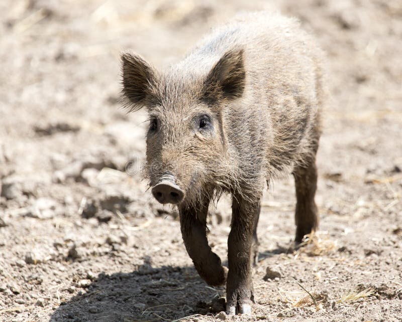 Wild Boar in a Park on the Nature Stock Photo - Image of beast, face ...