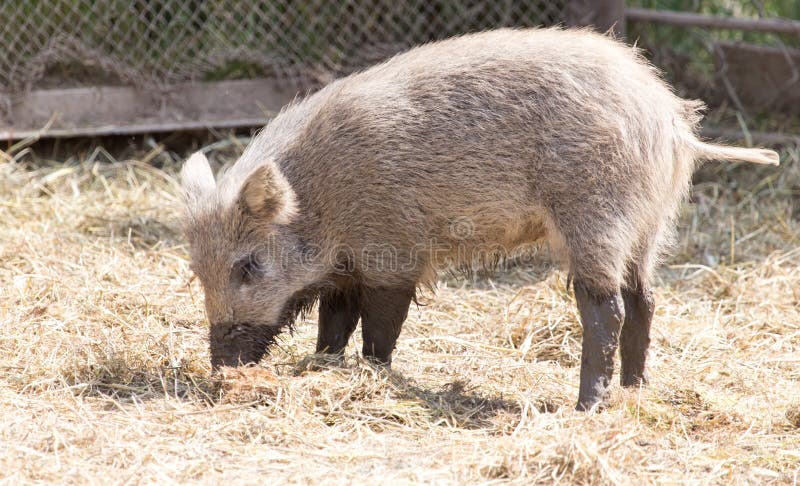 Wild Boar in a Park on the Nature Stock Photo - Image of park, beast ...