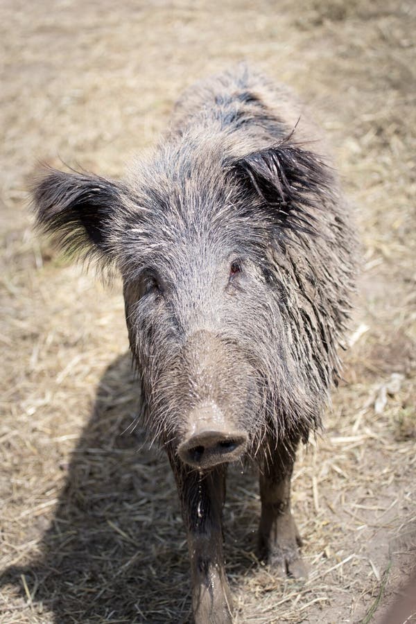 Wild Boar in a Park on the Nature Stock Image - Image of dangerous ...