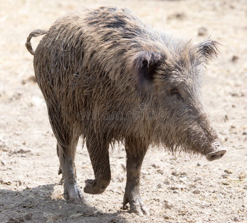 Wild Boar in a Park on the Nature Stock Photo - Image of environment ...