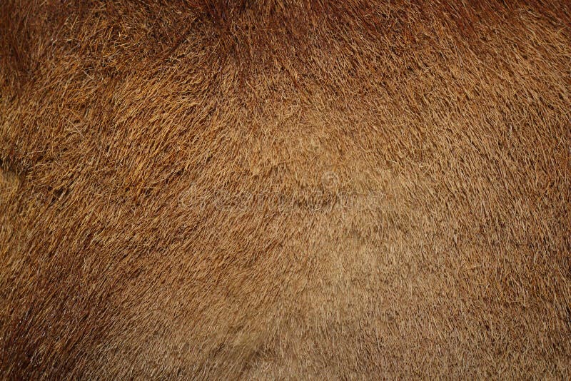Wild boar pelt stock photo. Image of nature, skin, pelt - 30563160
