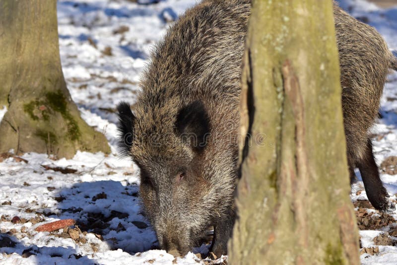 Wild boar pig stock image. Image of brown, forest, fauna - 85783401