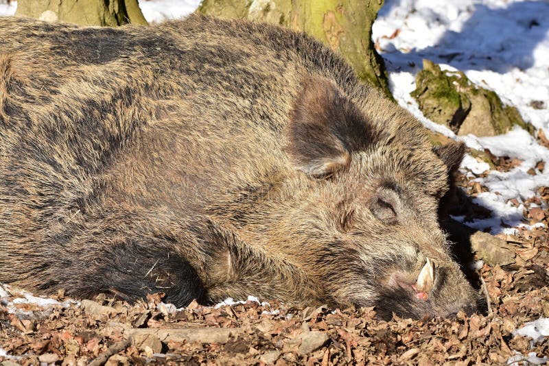 Wild boar pig stock image. Image of themes, wildlife - 85783775