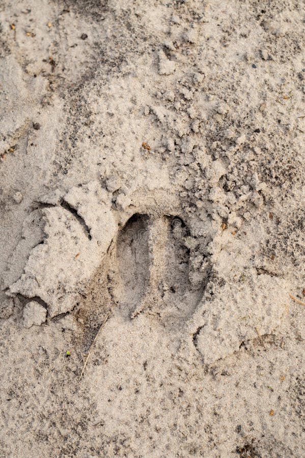208 Pig Footprint Stock Photos - Free & Royalty-Free Stock Photos from ...