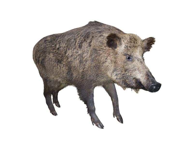 Wild Boar, Sus Scrofa, Standing And Looking Away, Isolated On White ...