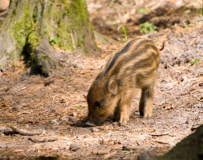 Wild Boar Family stock photo. Image of baby, family, wild - 10820456