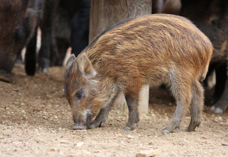 Three wild pigs stock photo. Image of animal, adventure - 10125484