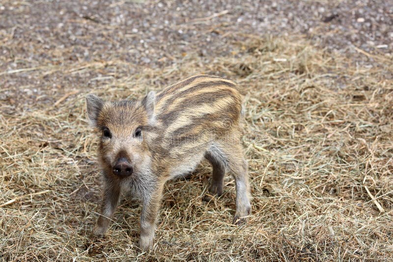 Wild Boar Piglet stock photo. Image of captivity, piglets - 26898540