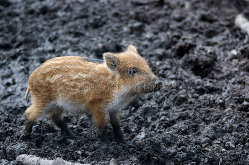 Wild Boar Piglet stock photo. Image of woodland, snout - 10820390