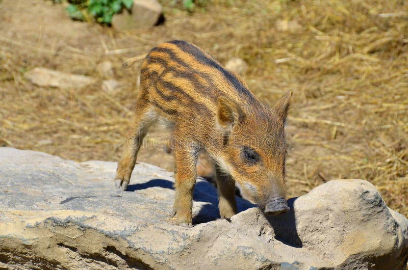 Wild boar piglet stock image. Image of animal, outside - 50958071