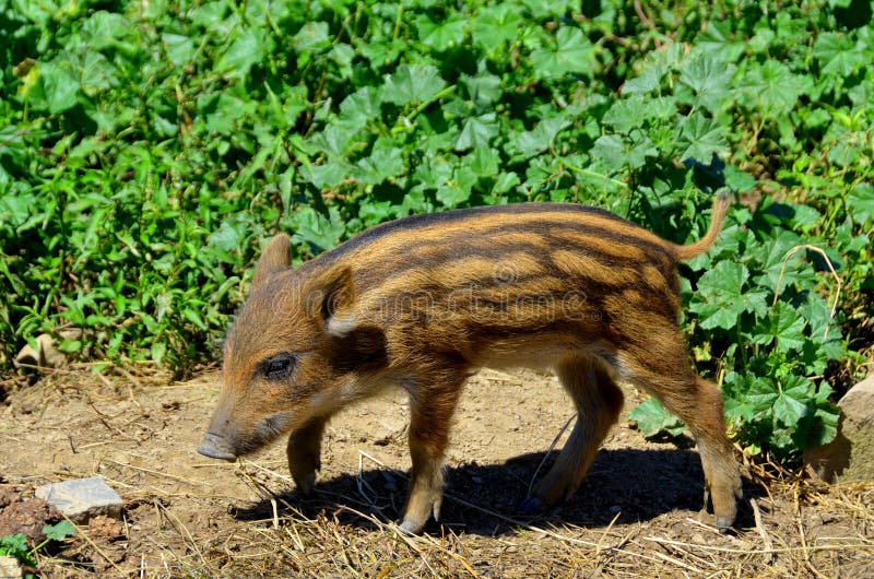 Wild boar piglet stock image. Image of cute, breed, baby - 50970883