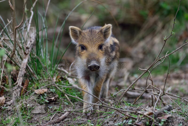 Wild Boar Piglet in the Forest, Spring Stock Image - Image of head ...