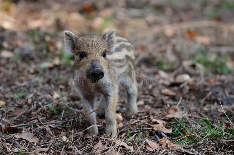 Piglet on Spring Green Grass on a Farm Stock Photo - Image of meat ...