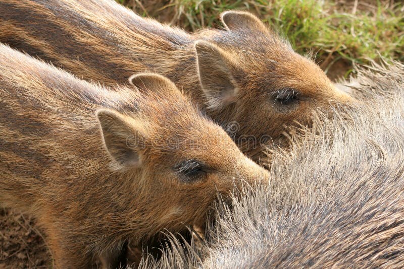 Wild boar piglets stock image. Image of feeding, farm - 3281943