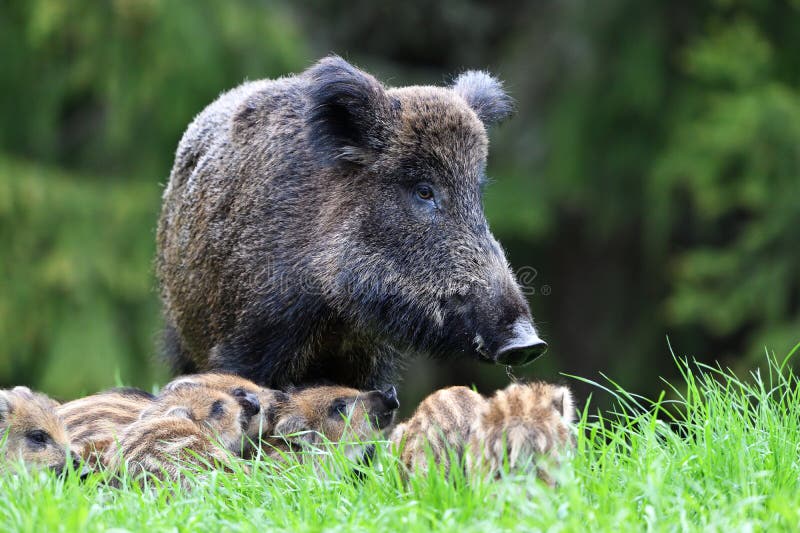 Wild Boar with Piglets Closeup Stock Image - Image of close, family ...