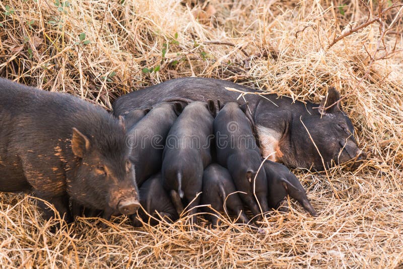 Wildboar Mother with Small Boar Piglet Eating Together on the Meadow ...