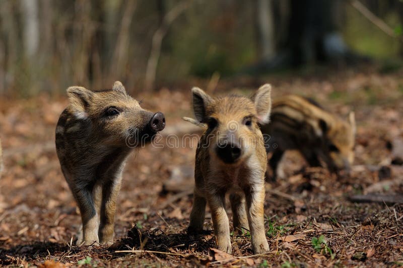 Wild Boar Piglets in the Forest, Spring Stock Photo - Image of animal ...