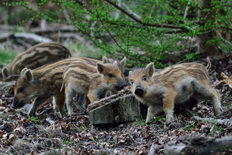 Wild Boar Piglets in the Forest, Spring Stock Photo - Image of play ...