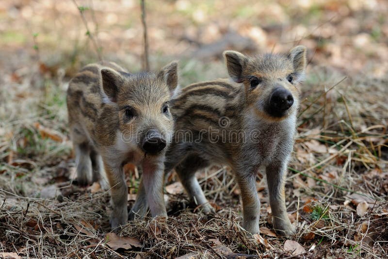 Wild Boar Piglets in the Forest, Spring Stock Image - Image of graceful ...