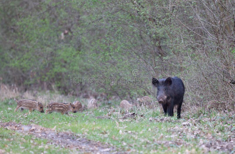 Wild Boar with Piglets on Meadow Stock Photo - Image of care, nature ...