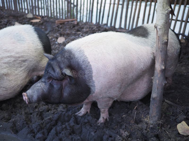The Wild Boar is in the Pigsty. Stock Image - Image of carnivore ...