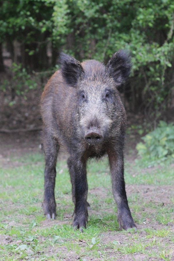 Wild boar stock image. Image of poland, scrofa, female - 70074445