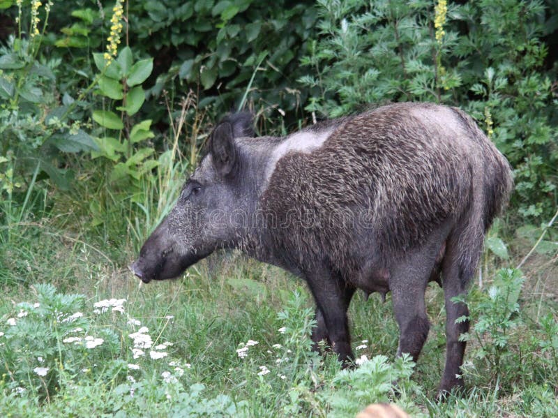 Wild boar stock image. Image of poland, scrofa, female - 70074445
