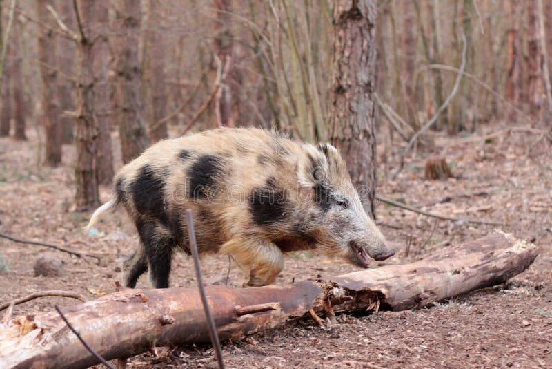 Wild boar stock photo. Image of hunted, sounder, summer - 70074482