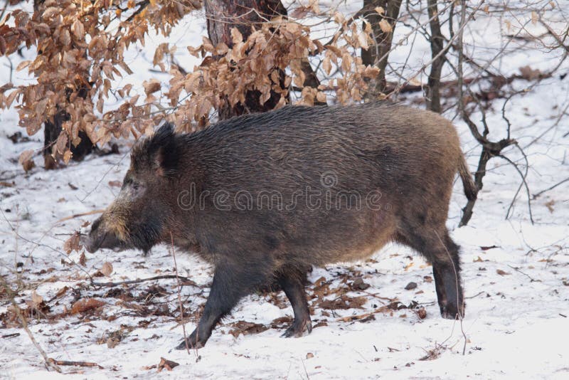 Wild boar stock photo. Image of hunted, hardy, scrofa - 70074486