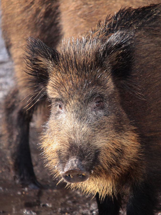 Wildboar Teeth Stock Photos - Free & Royalty-Free Stock Photos from ...