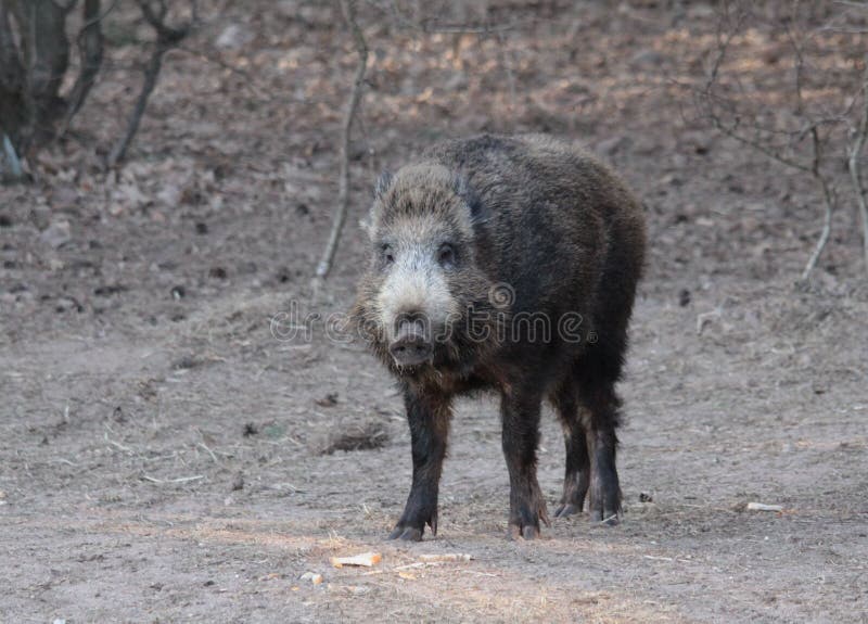Wild boar stock photo. Image of spring, summer, branches - 70074528