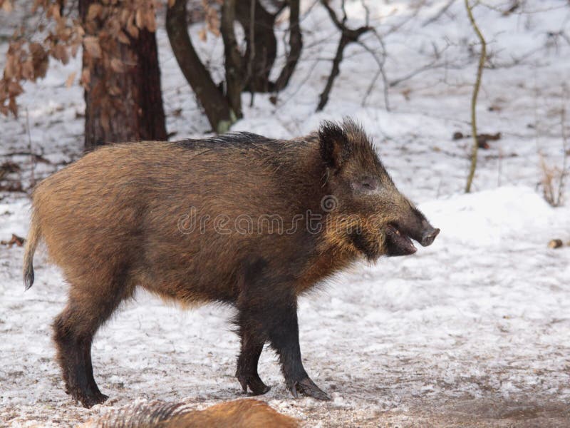 Wild boar stock image. Image of animal, hunting, tusk - 70074639