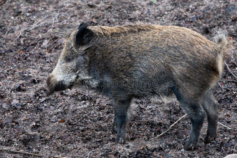 Wild boar pork portrait stock image. Image of agriculture - 53016523