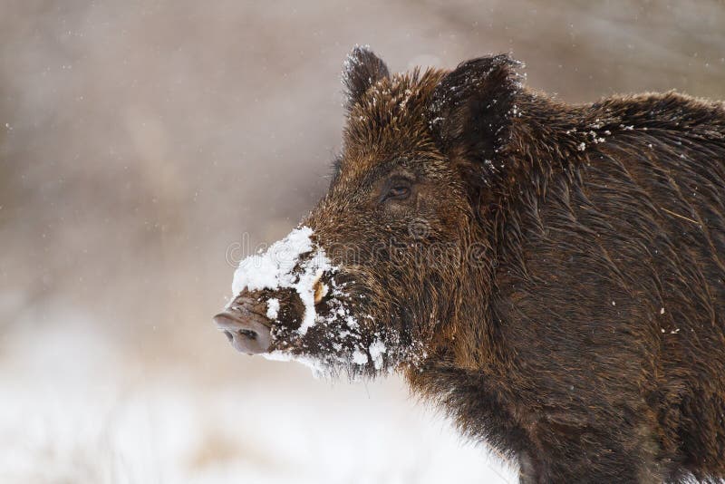 Wild boar portrait stock image. Image of hunting, hunted - 26302039