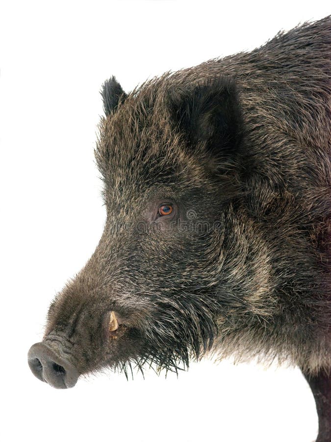 Wild Boar Isolated on White Stock Image - Image of background, scrofa ...