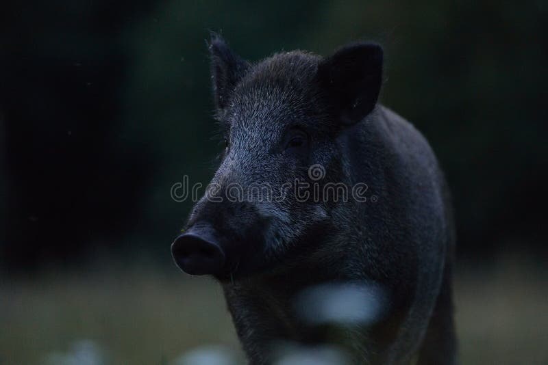Wild boar portrait stock image. Image of forest, animal - 82570831