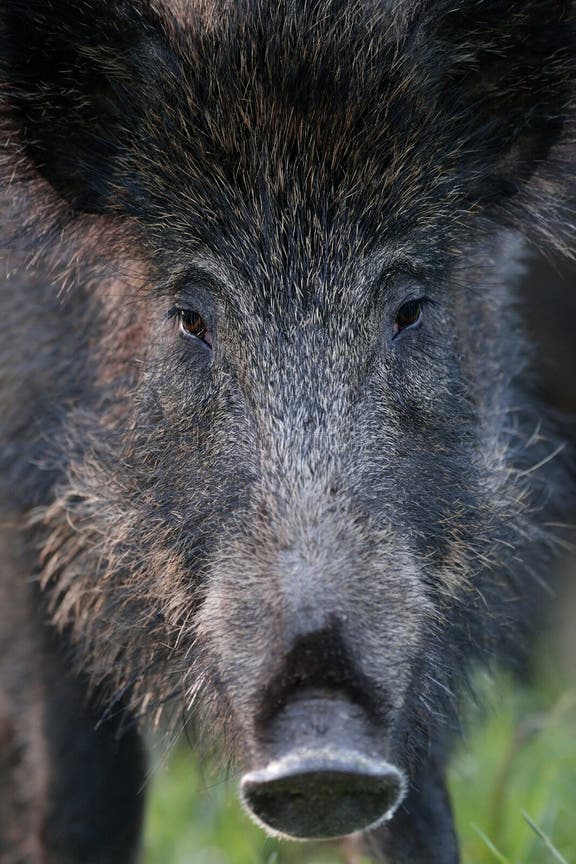 Wild boar portrait stock image. Image of closeup, brave - 55245869
