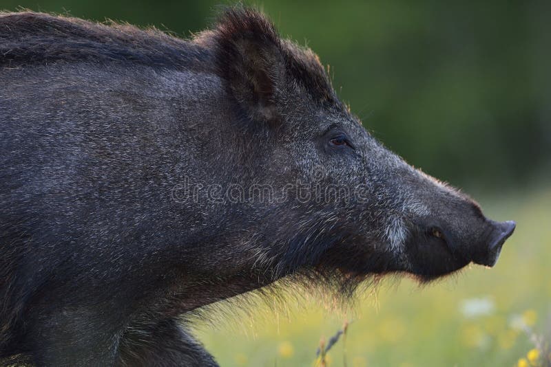 Angry Boar Stock Photos - Free & Royalty-Free Stock Photos from Dreamstime