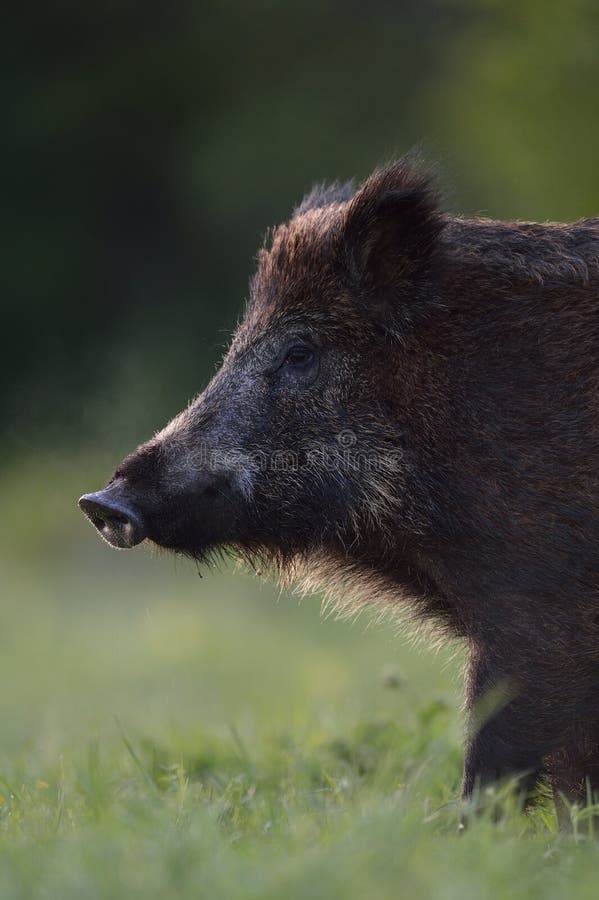 Wild boar portrait stock photo. Image of dark, scrofa - 82571188