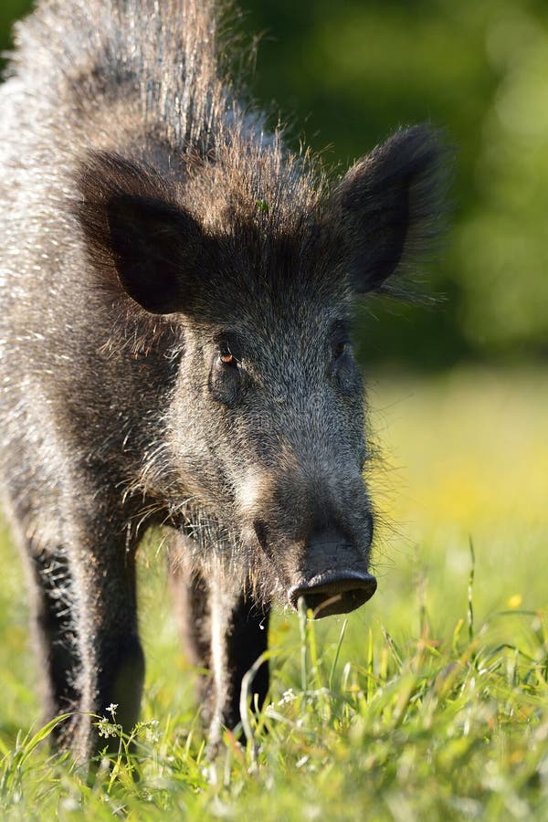 Wild boar portrait stock image. Image of male, hardy - 55246589