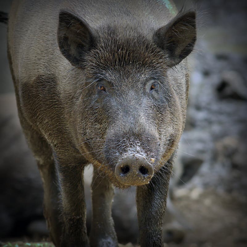 Wild boar tracks stock photo. Image of animal, foliage - 28387616