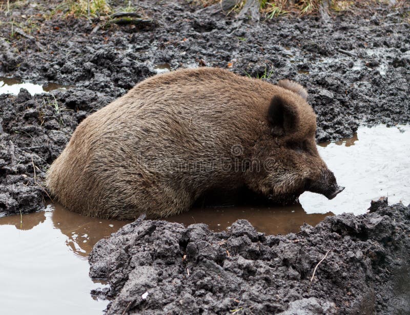 Wild Boar in puddle stock photo. Image of beast, hoofs - 25380958