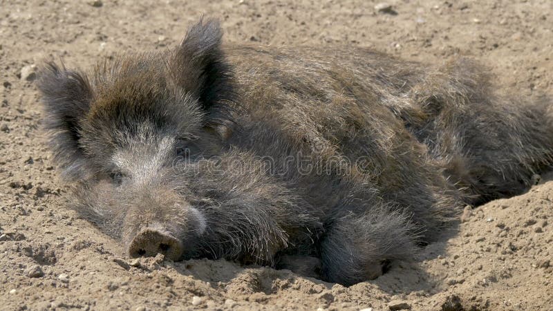 Wild Boar is Resting in a Den Stock Footage - Video of dirt, hairy ...