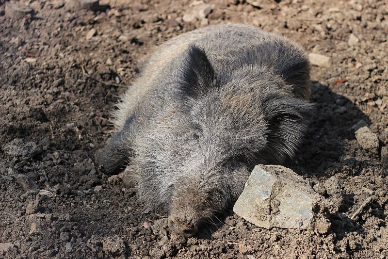 Wild boar stock photo. Image of resting, lonely, pork - 142864540