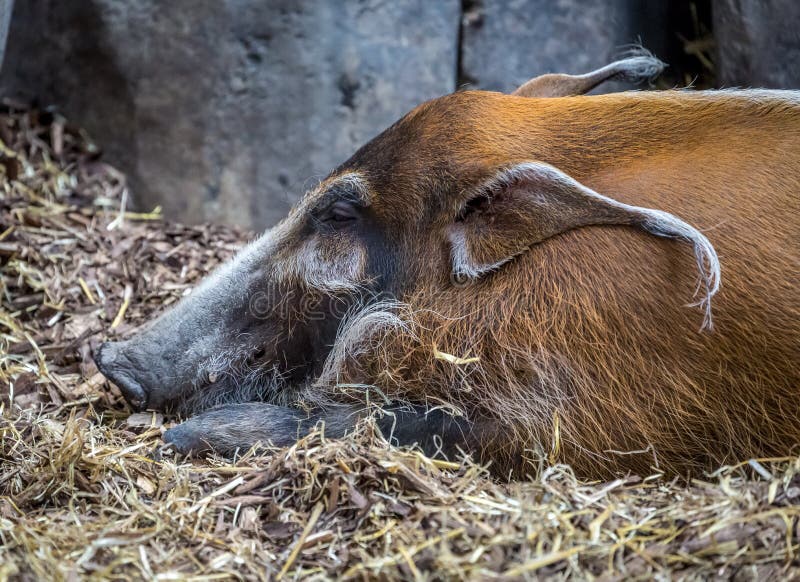 Wild boar stock photo. Image of boar, hair, wild, snout - 46399964