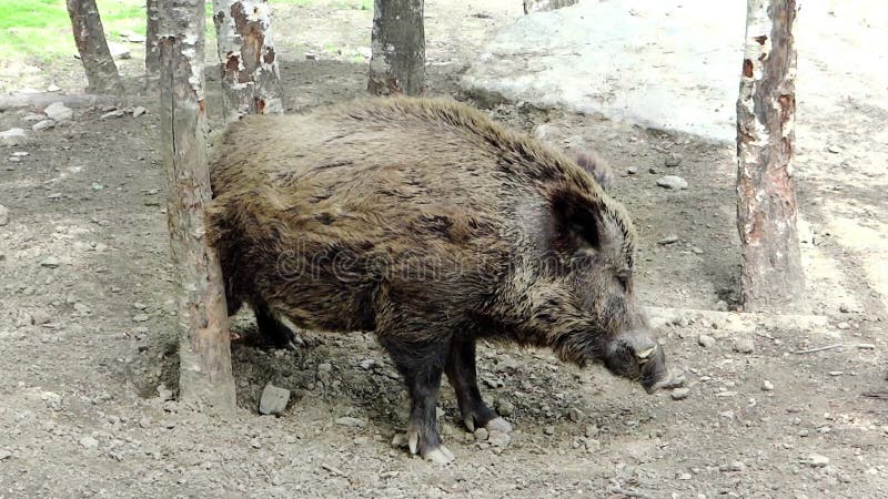 Wild Boar Rubbing Its Back Against a Tree Stock Footage - Video of ...